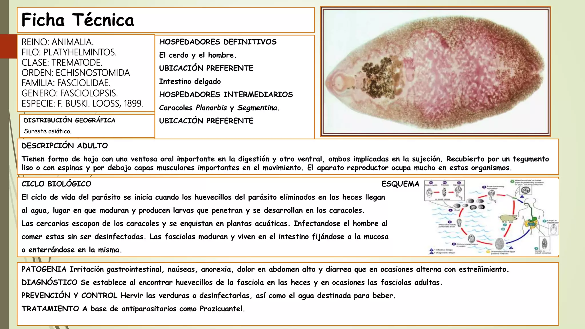 Fasciolopsis buski () | PPTX