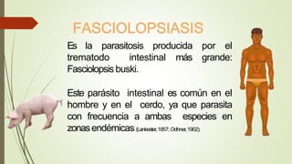 Fasciolopsis buski () | PPTX