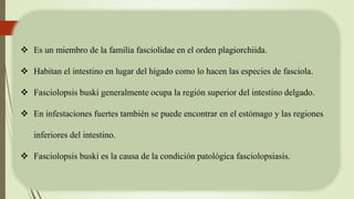 Fasciolopsis buski () | PPTX