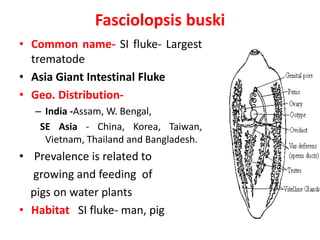Fasciolopsis Buski Miracidium
