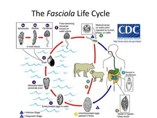 Fasciolosis | PPTX