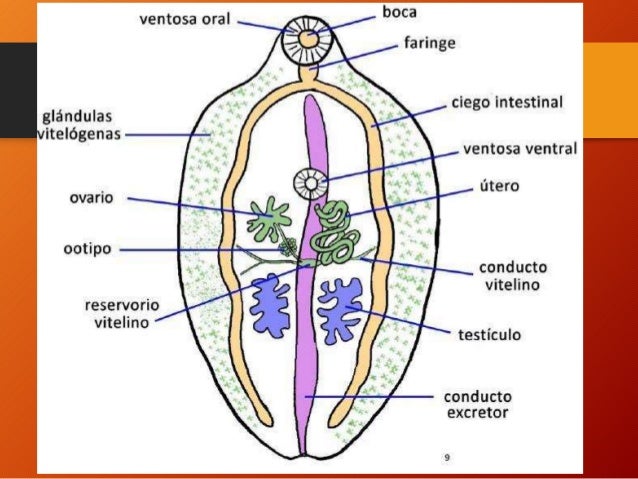 Fasciolosis Hepatica