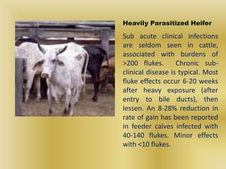 Fasciolosis in cattle | PPT