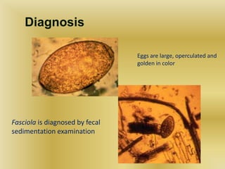 Fasciolosis in cattle | PPT