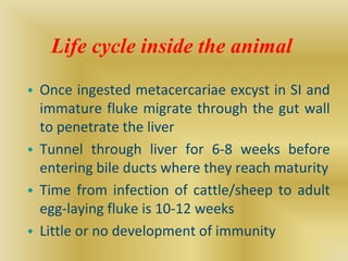 Fasciolosis in cattle | PPT