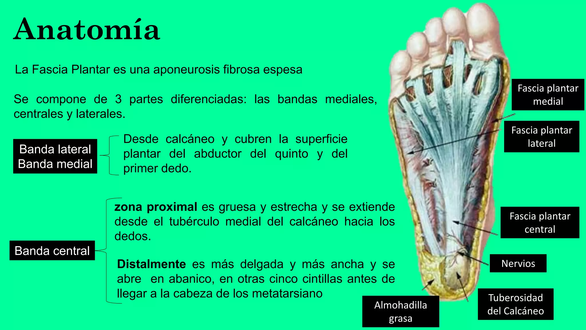 Anatomía De La Fascia Plantar