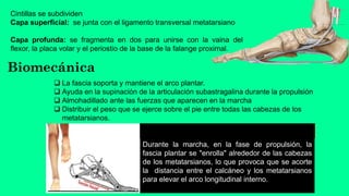 Fascitis plantar y hallux valgus | PDF