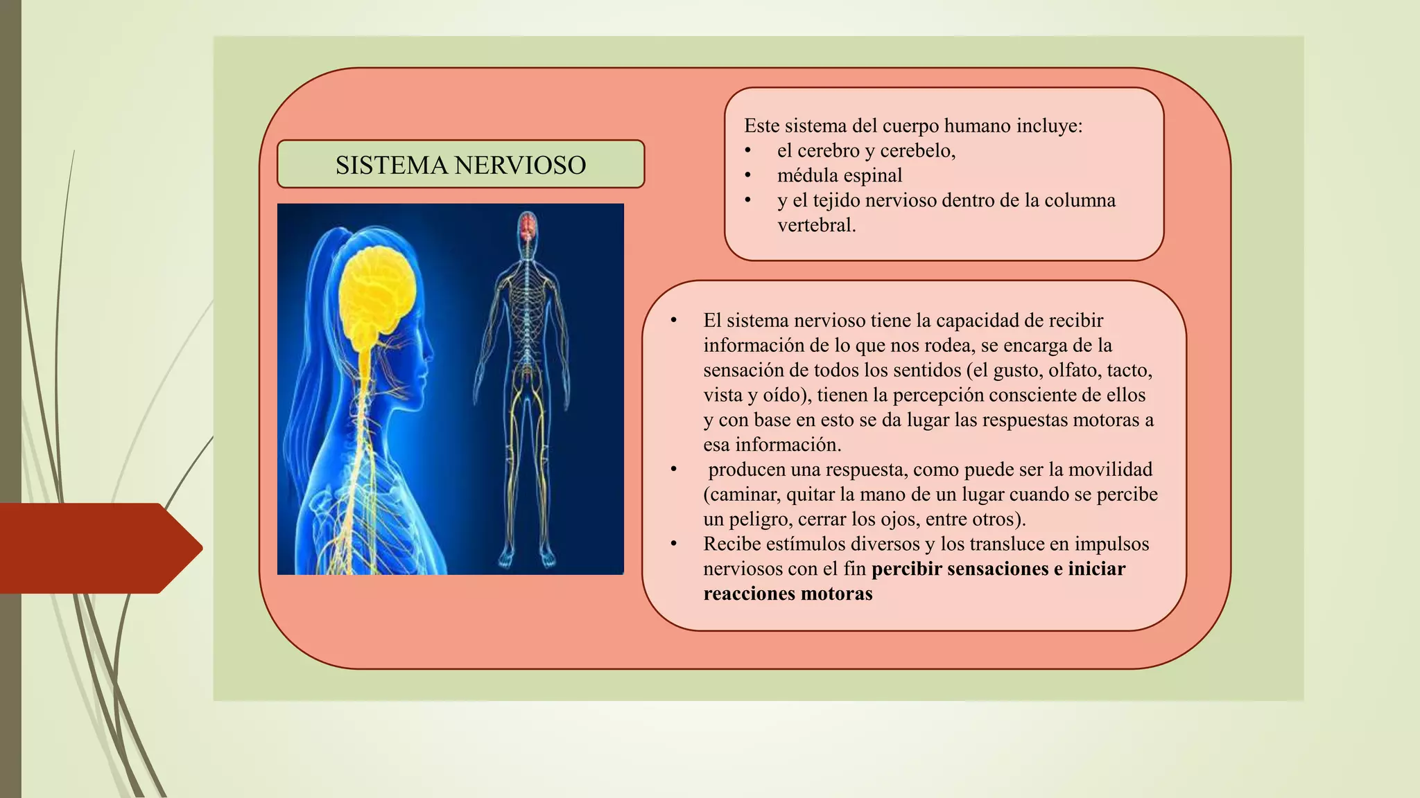 Fase 2 Locomoción humana.pptx