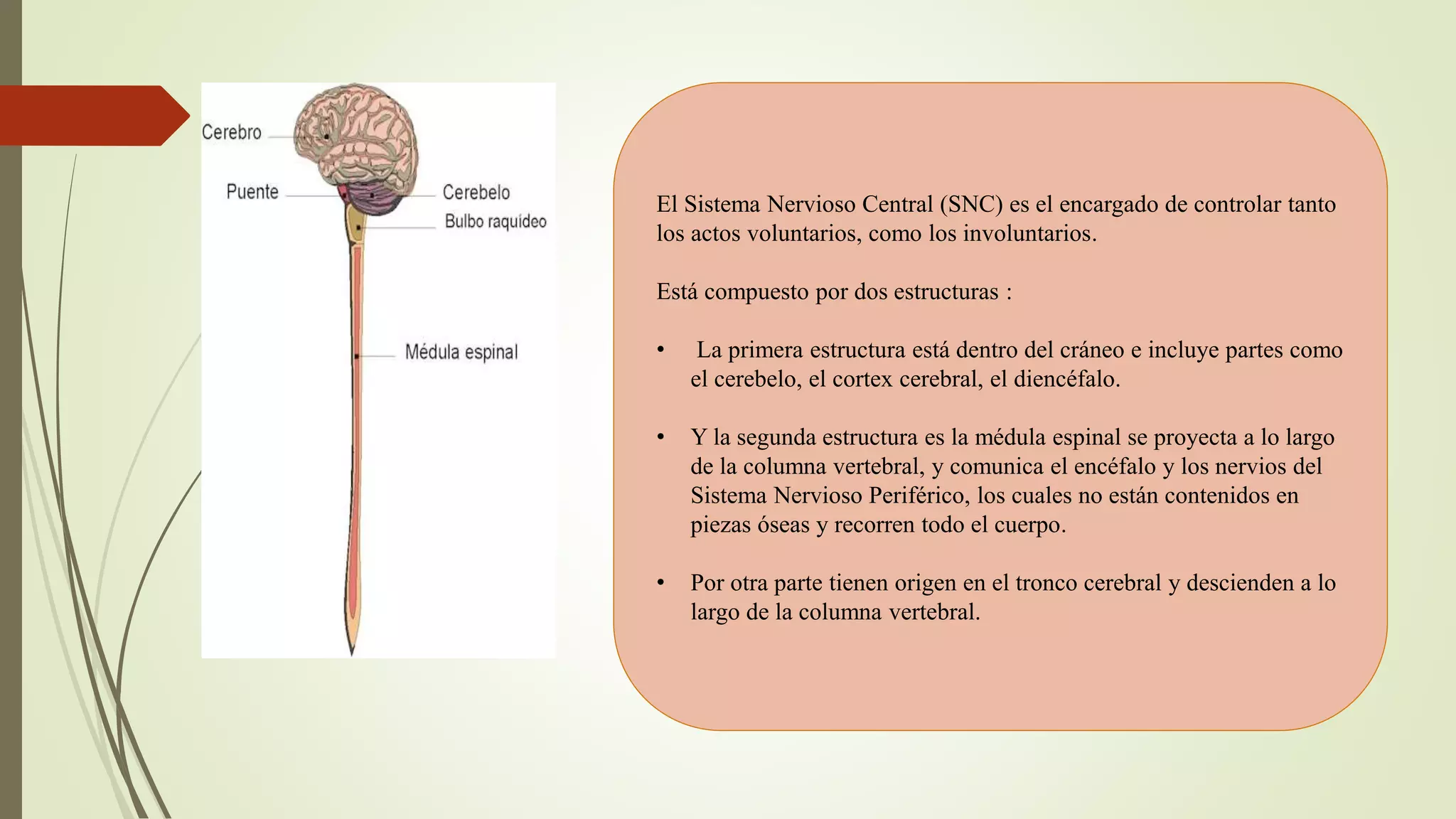Fase 2 Locomoción humana.pptx
