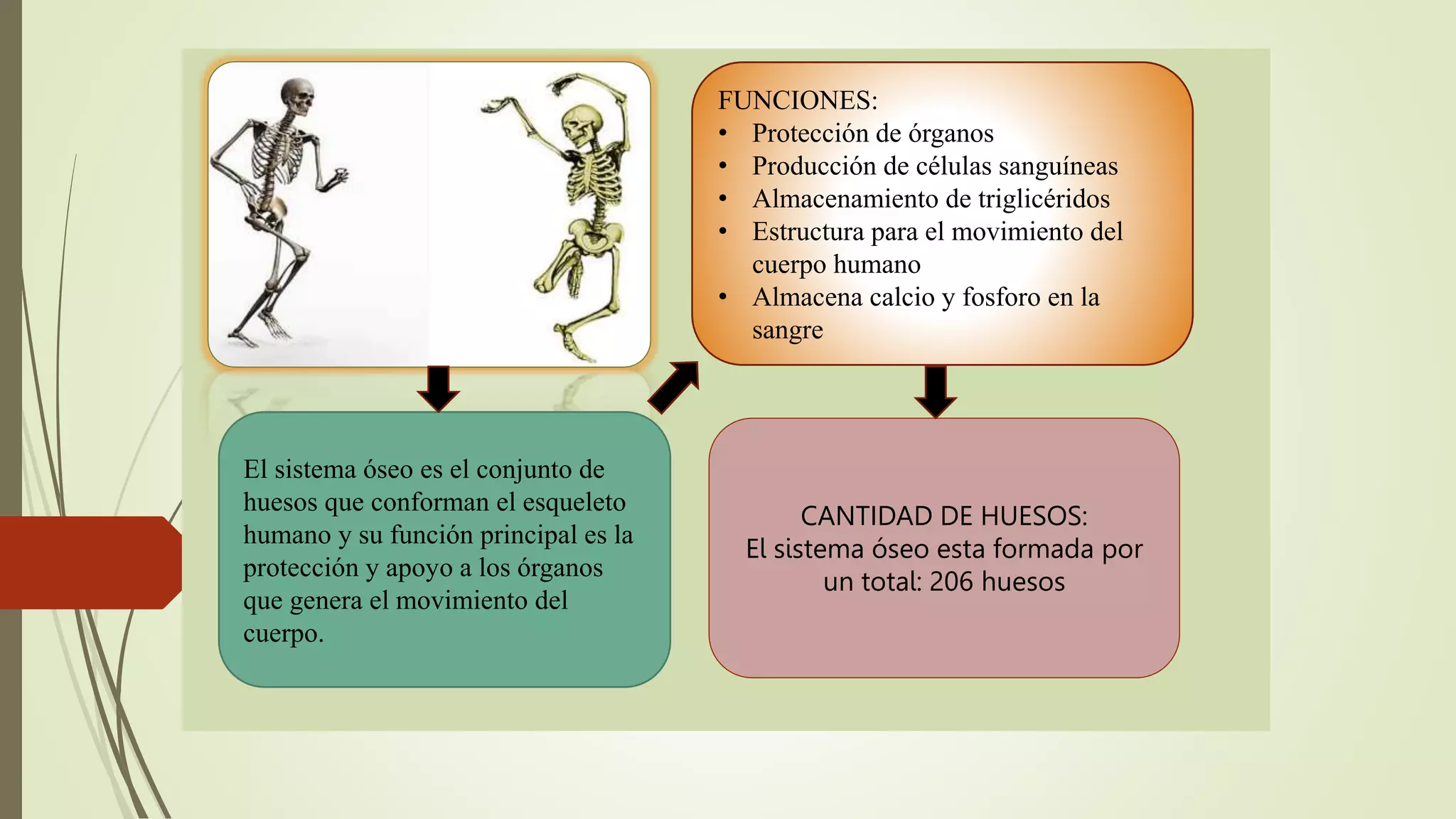 Fase 2 Locomoción humana.pptx