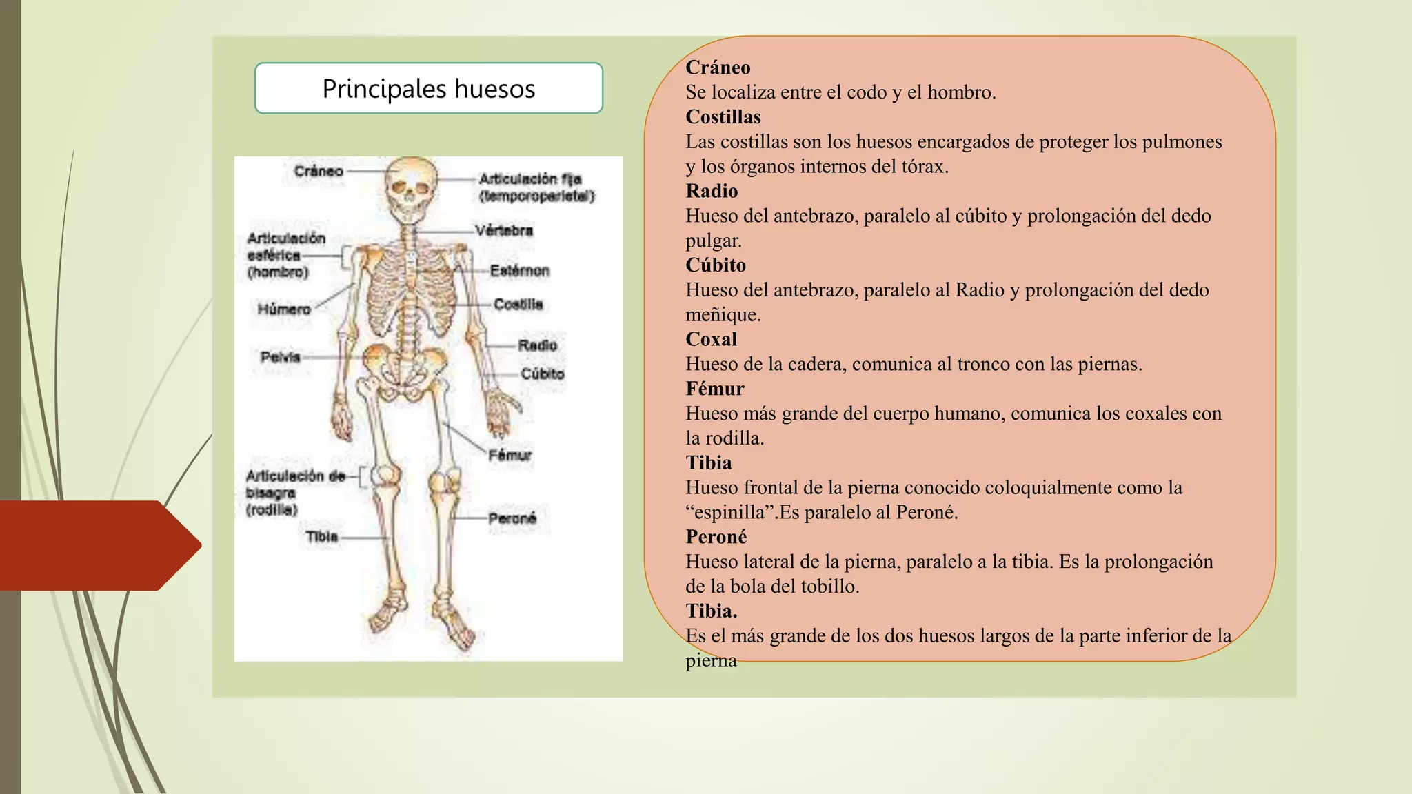 Fase 2 Locomoción humana.pptx