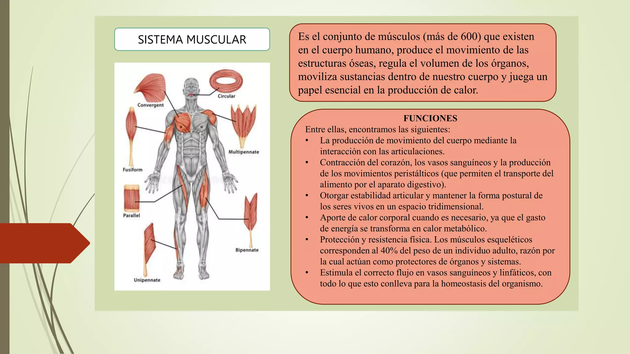 Fase 2 Locomoción humana.pptx