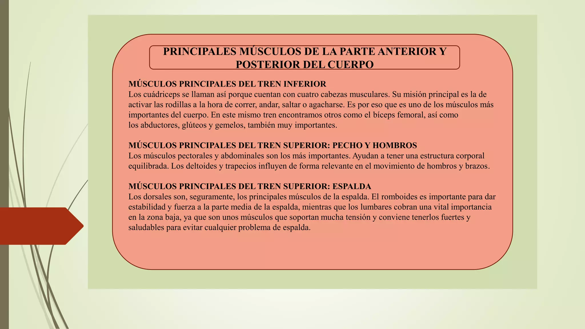 Fase 2 Locomoción humana.pptx