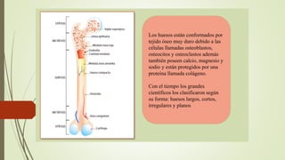 Fase 2 Locomoción humana.pptx