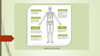 Fase 2 Locomoción humana.pptx