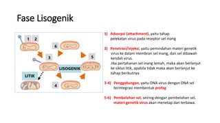 Fase Lisogenik.pptx