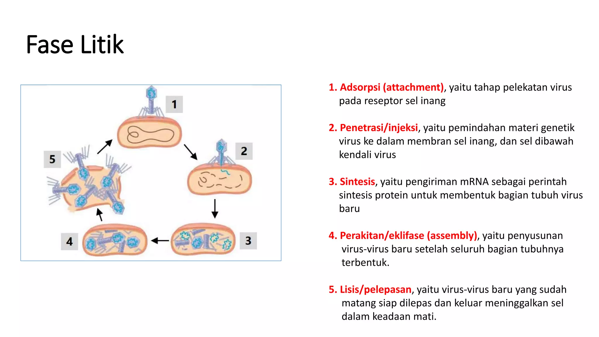 Fase Litik.pptx