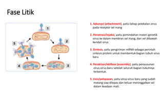 Fase Litik.pptx