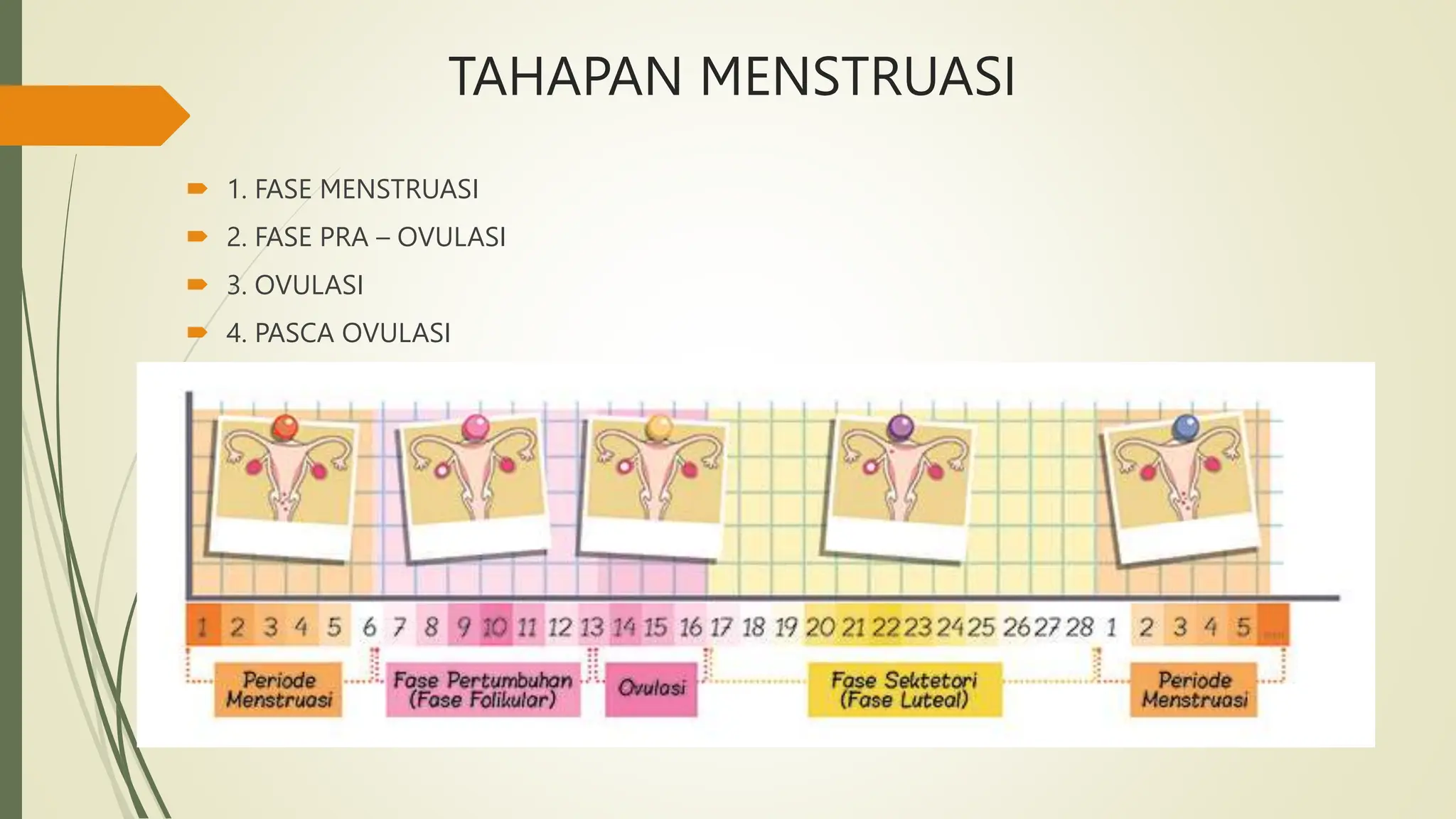 Fase Menstruasi pada Sistem Reproduksi Manusia | PPTX