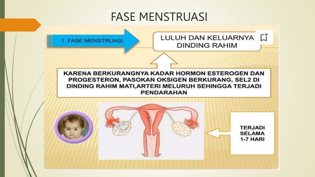 Fase Menstruasi pada Sistem Reproduksi Manusia | PPTX