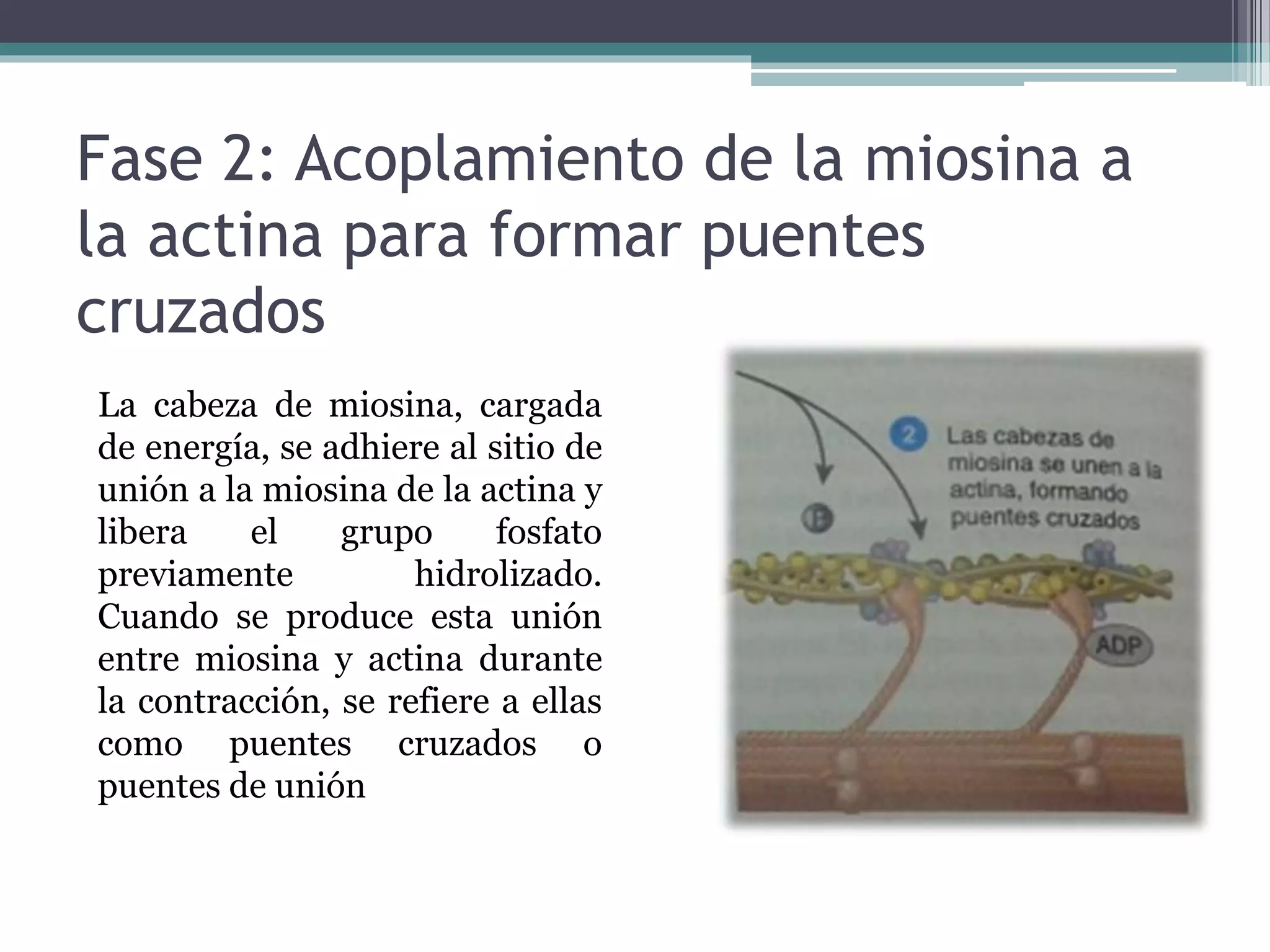 Fases de la contracción muscular a nivel celular | PPTX | Chemistry ...