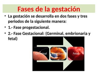 fases de la gestacion.pptx‎‎‎‎‎‎‎‎‎‎‎‎‎‎‎‎ | PPTX