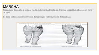 FASES DE LA MARCHA.pptx