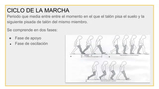 FASES DE LA MARCHA.pptx