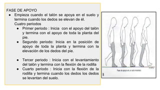 FASES DE LA MARCHA.pptx