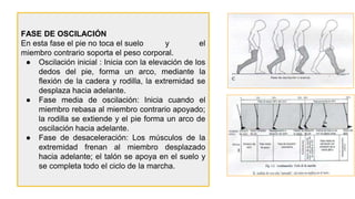 FASES DE LA MARCHA.pptx