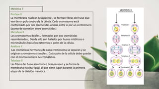 Fases de la meiosis | PPTX