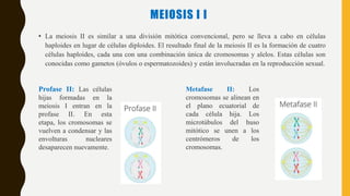 Presentación fases de la meiosis I y II. | PPTX