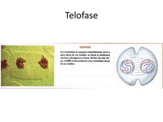 Fases de la mitosis | PPTX