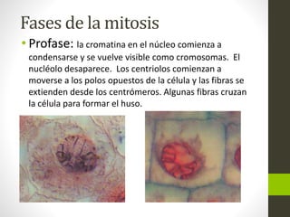 Fases de la mitosis y la meiosis | PPTX