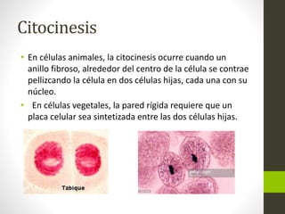 Fases de la mitosis y la meiosis | PPTX