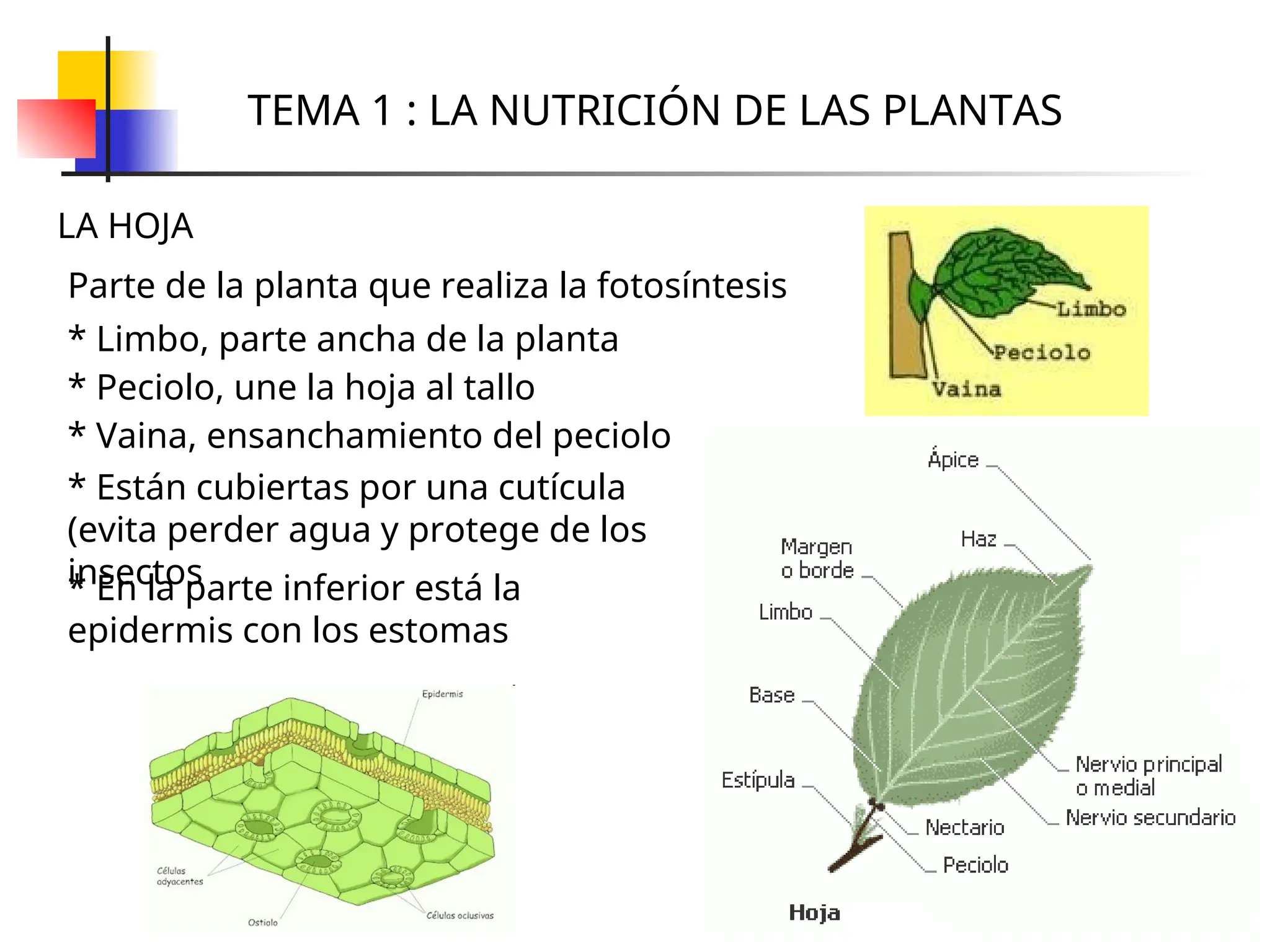 fases de la nutriccion en las plantas.ppt