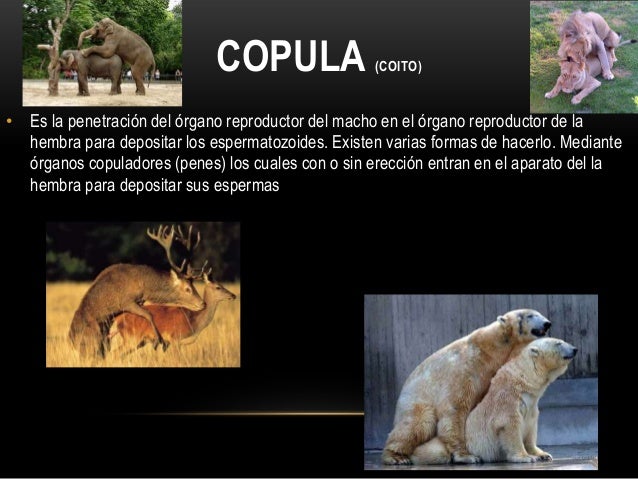 Fases de la reproduccion sexual