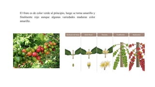 Fases del café, su formación del grano en sus diversos estadios. | PPTX