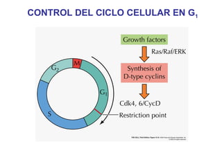 Fases del ciclo celular | PPT