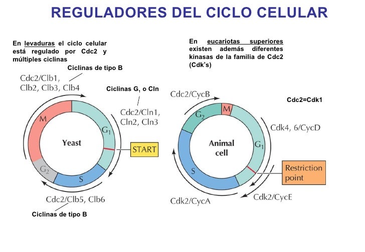 Fases del ciclo celular