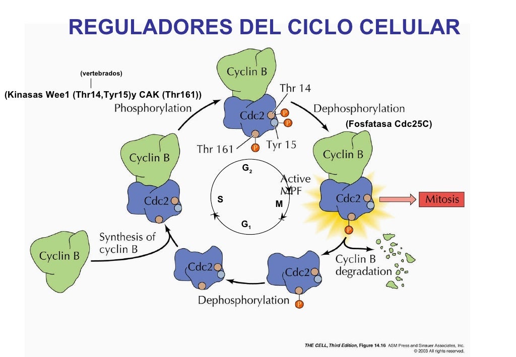 Fases del ciclo celular