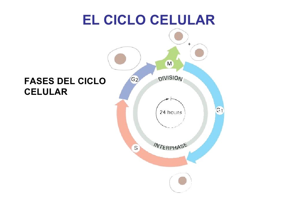 Fases del ciclo celular