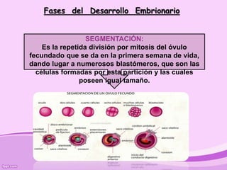 Fases del desarrollo embrionario | PPTX
