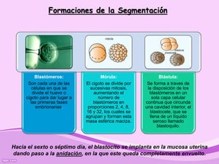Fases del desarrollo embrionario | PPTX