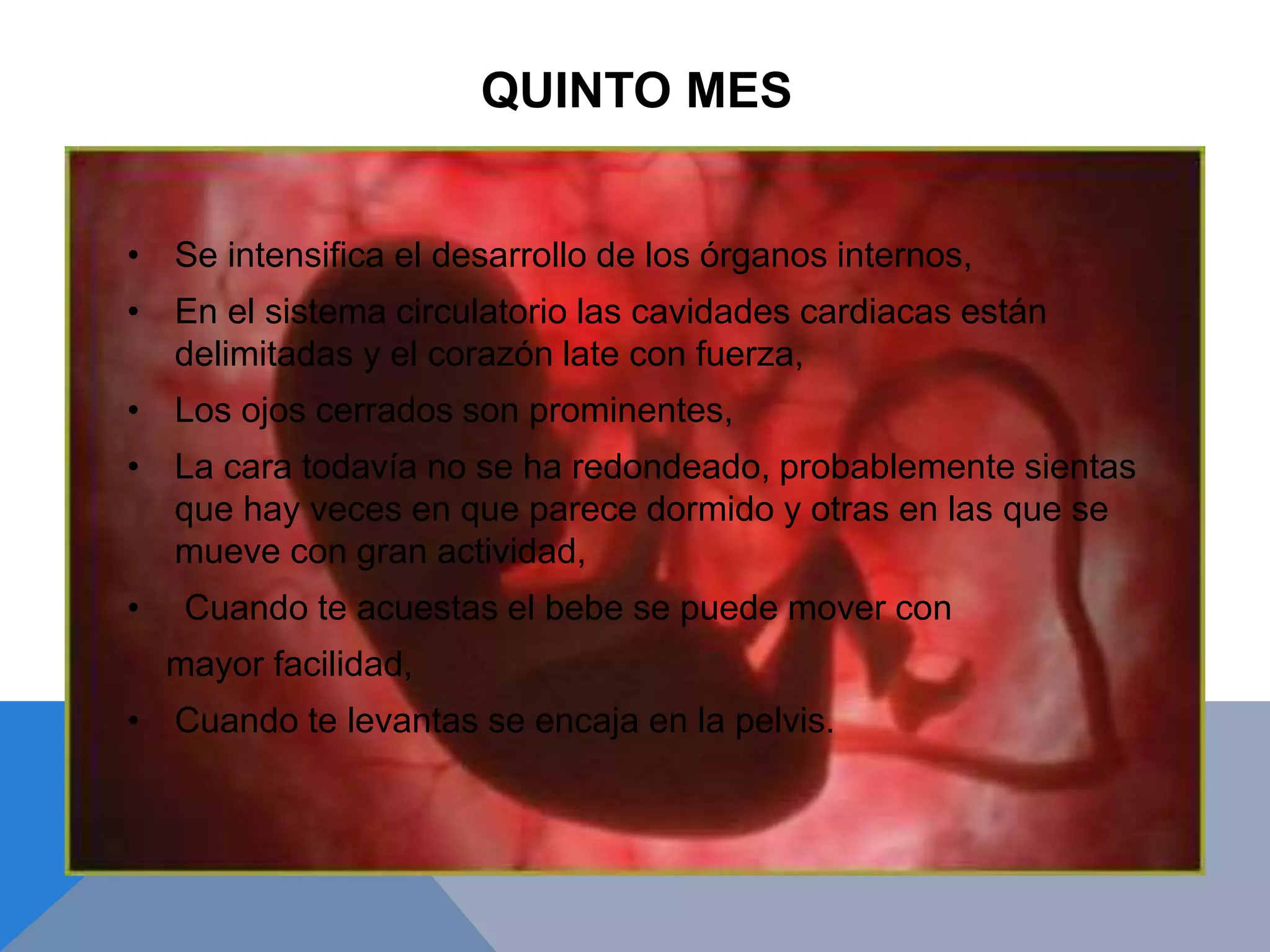 Fases del embarazo (1) | PPTX