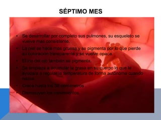 Fases del embarazo (1) | PPTX