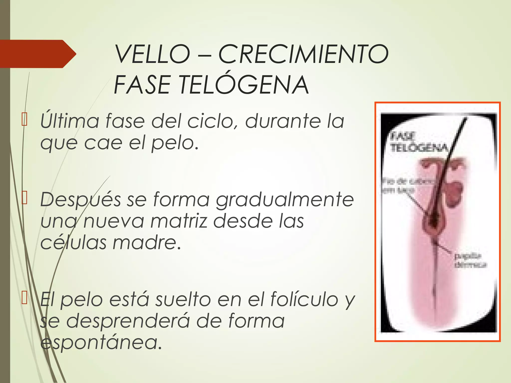Fases del vello | PPT