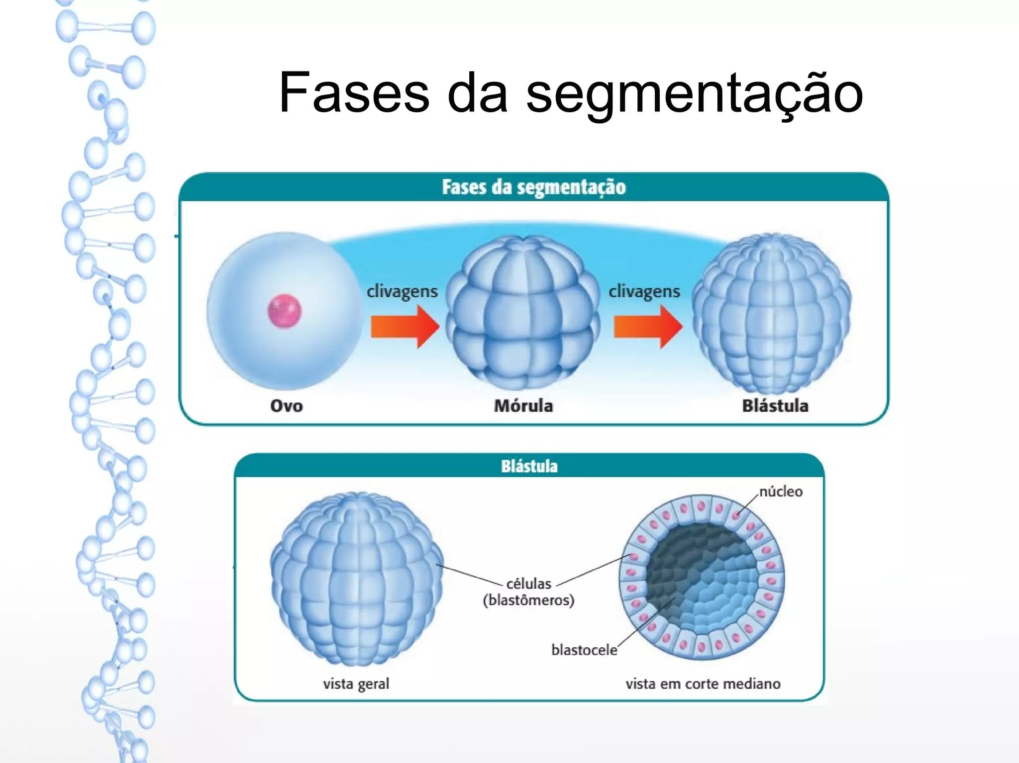 Fases do Desenvolvimento Embrionário | ODP
