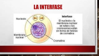 Fases en la mitosis keila | PPTX