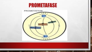 Fases en la mitosis keila | PPTX